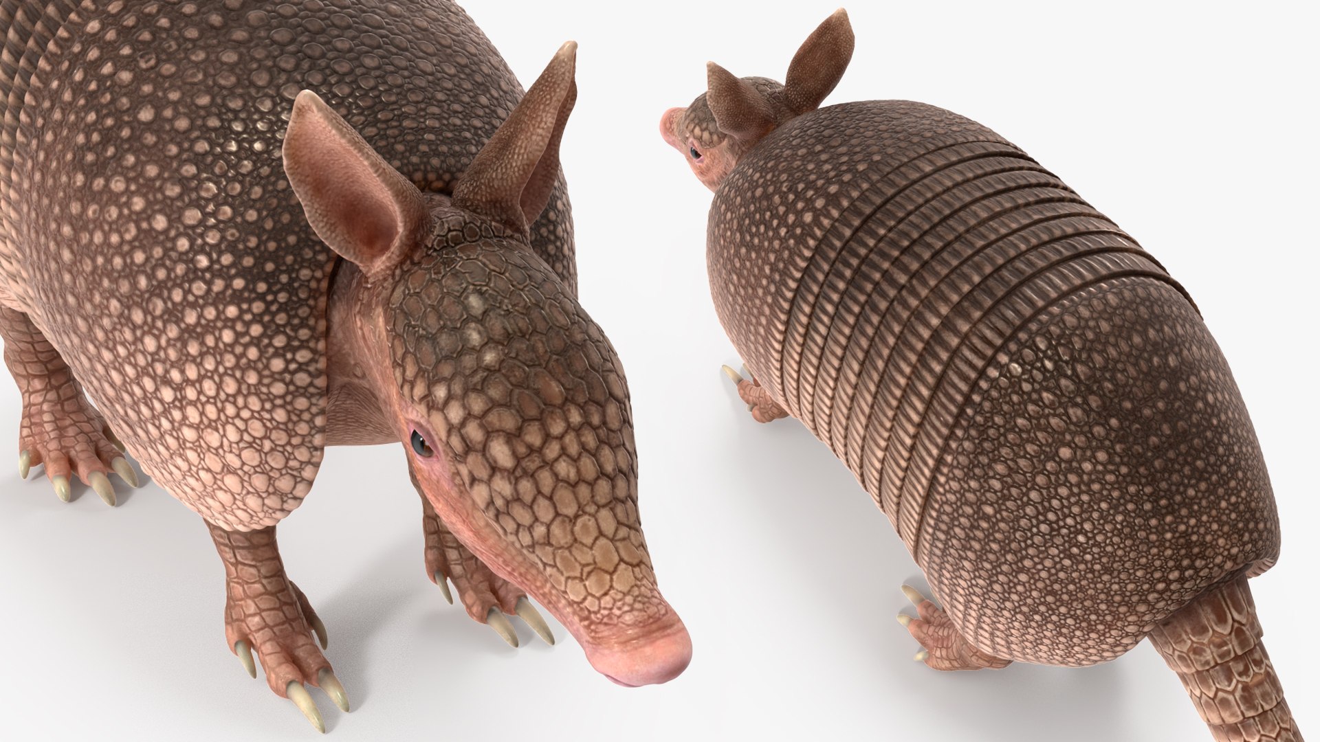 Armadillo Pink 3D Model - TurboSquid 2248170