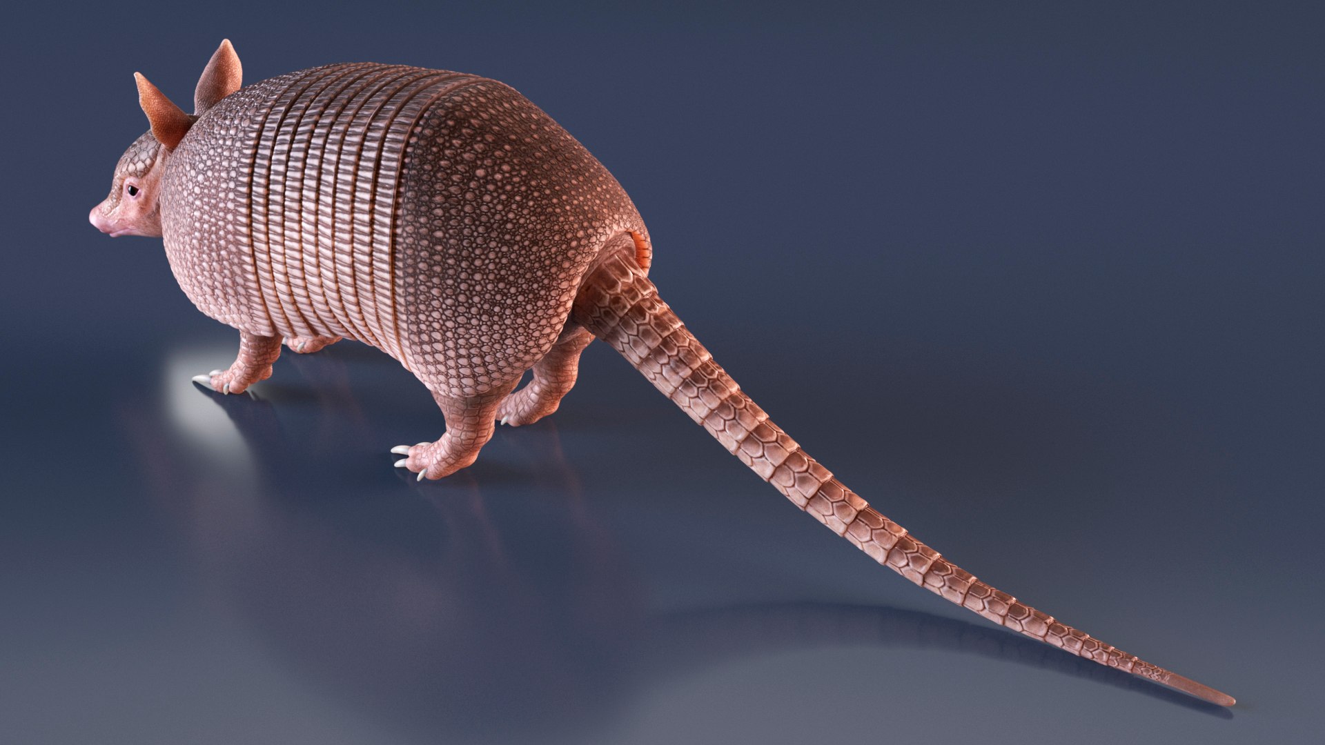 Armadillo Pink 3D Model - TurboSquid 2248170