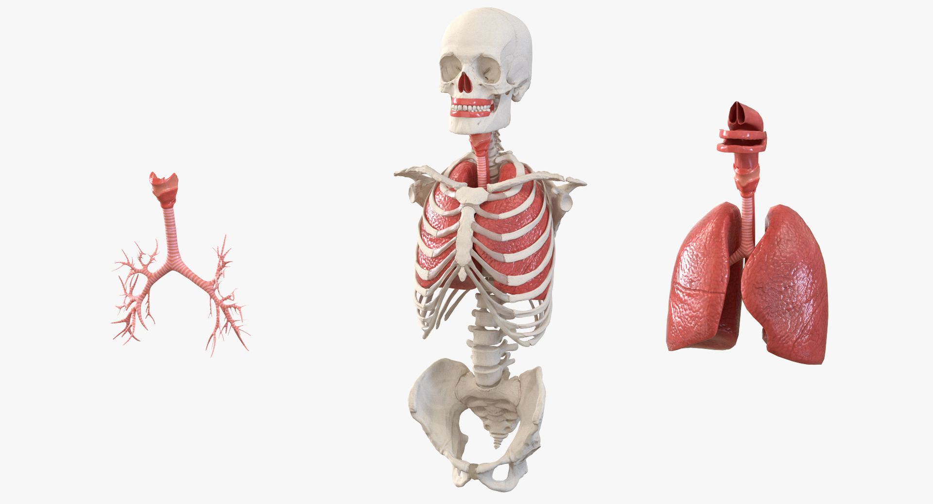 Male torso skeleton respiratory 3D - TurboSquid 1214065