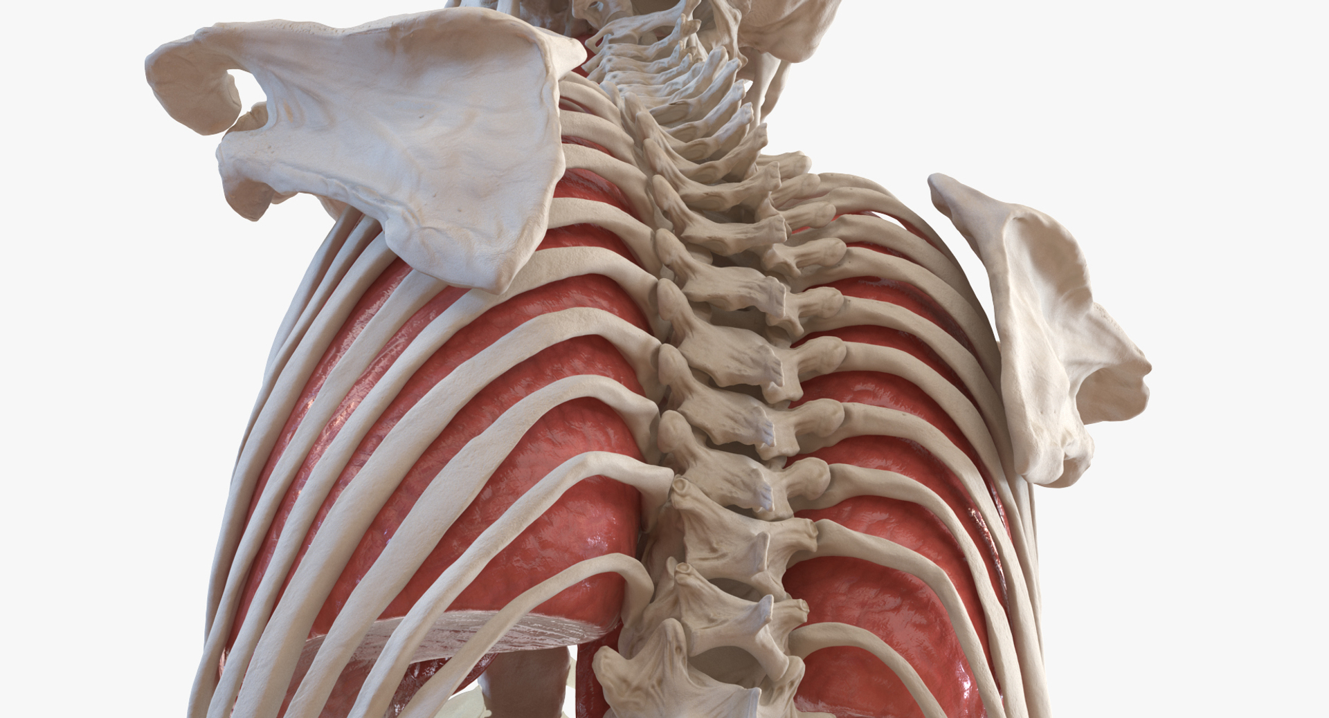 Male torso skeleton respiratory 3D - TurboSquid 1214065