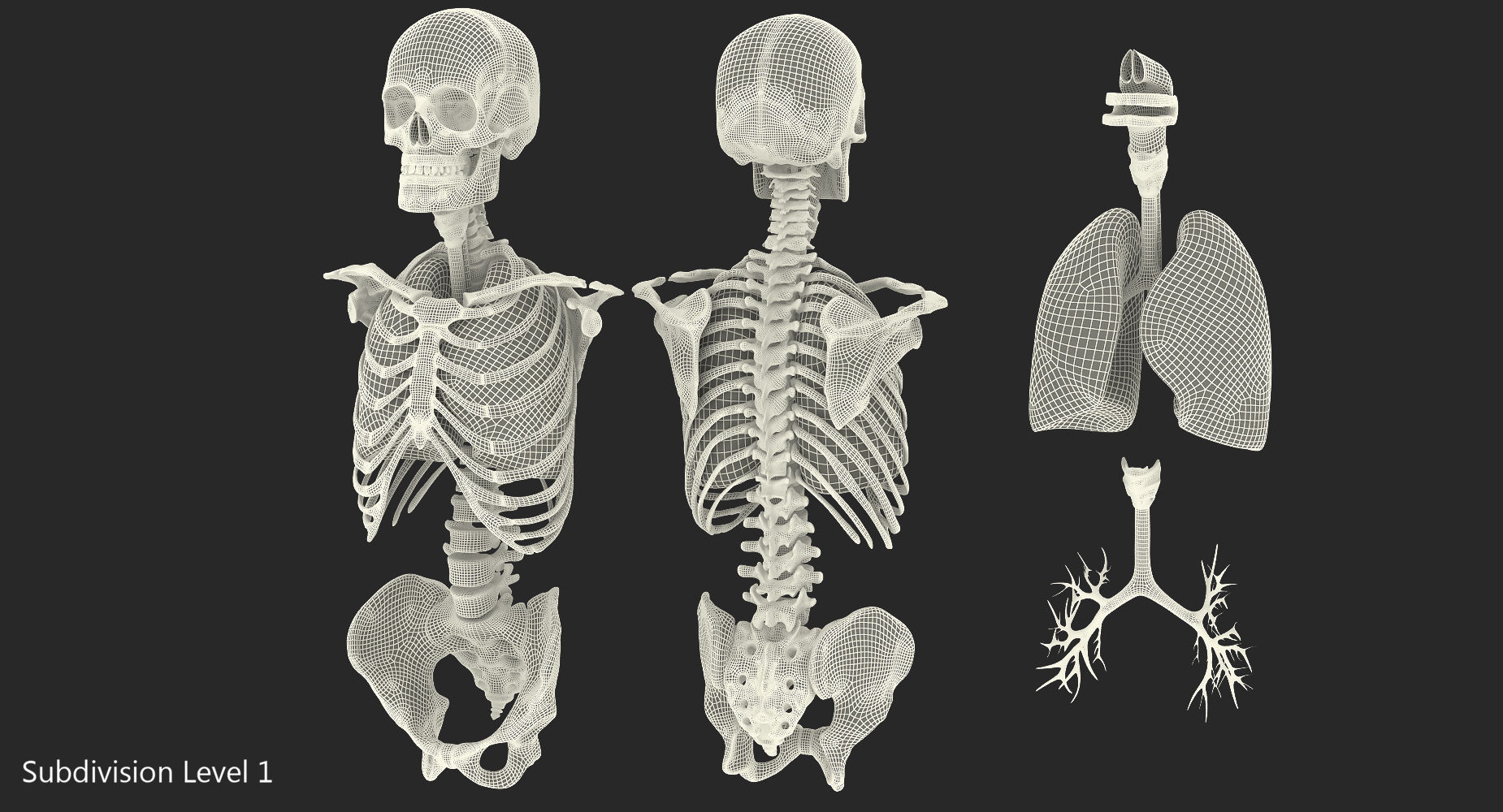 Male torso skeleton respiratory 3D - TurboSquid 1214065