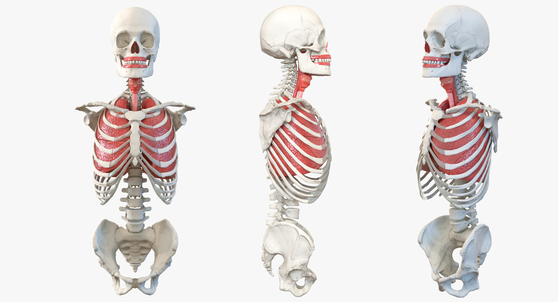 Male torso skeleton respiratory 3D - TurboSquid 1214065