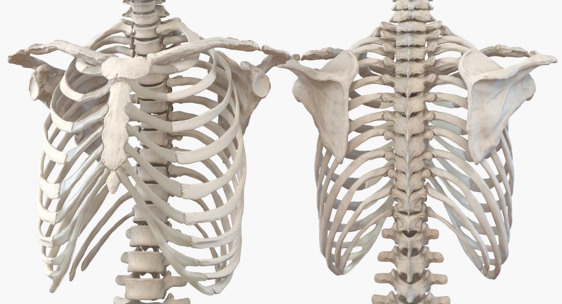 Male torso skeleton respiratory 3D - TurboSquid 1214065