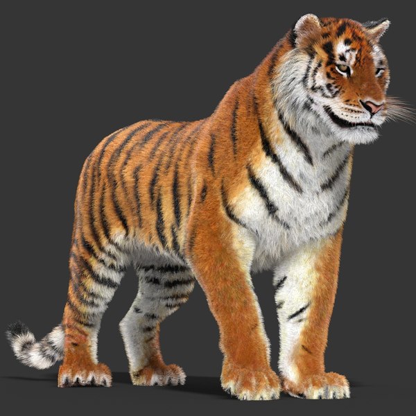 tiger rigged fur cat max