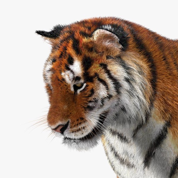tiger rigged fur cat max