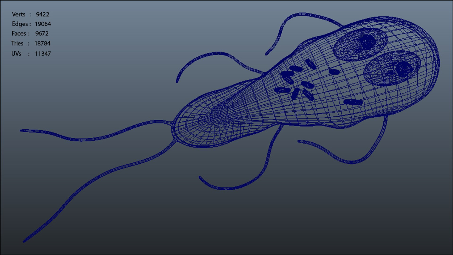 3d Flagellate Flagella Model