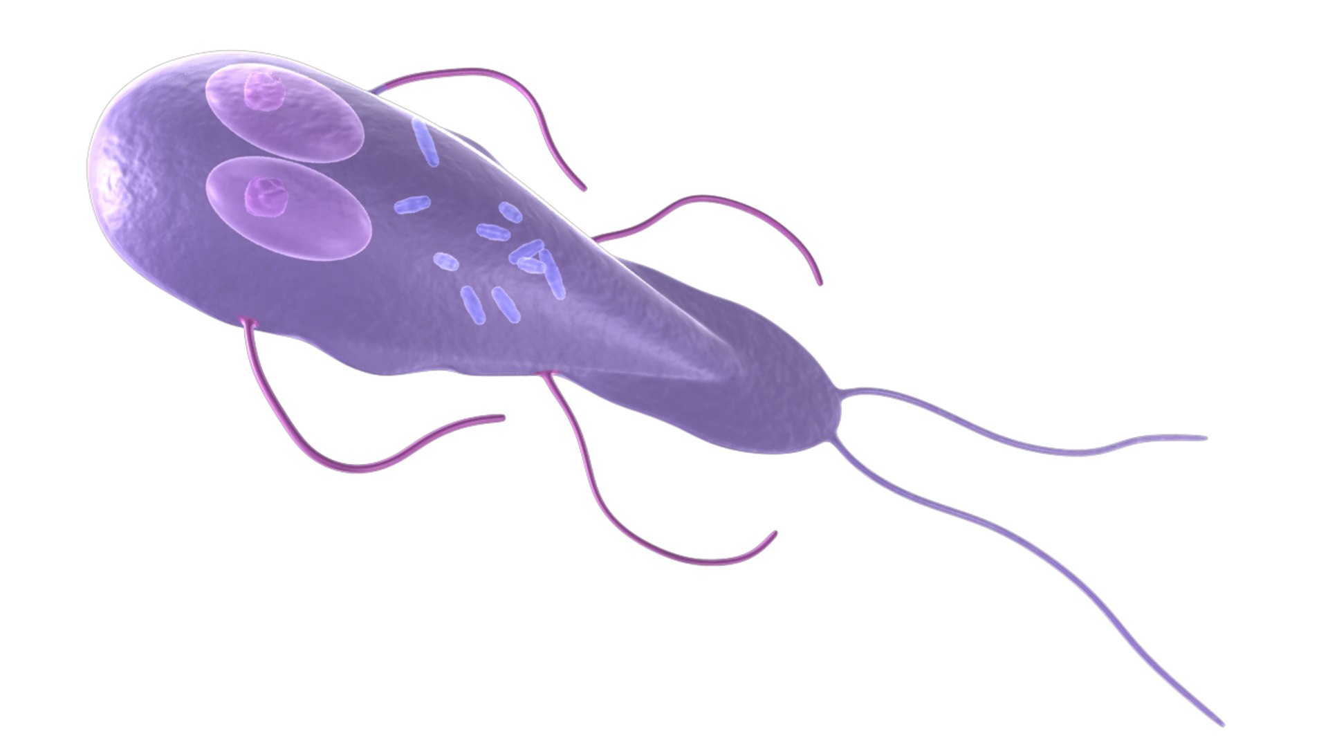3d Flagellate Flagella Model