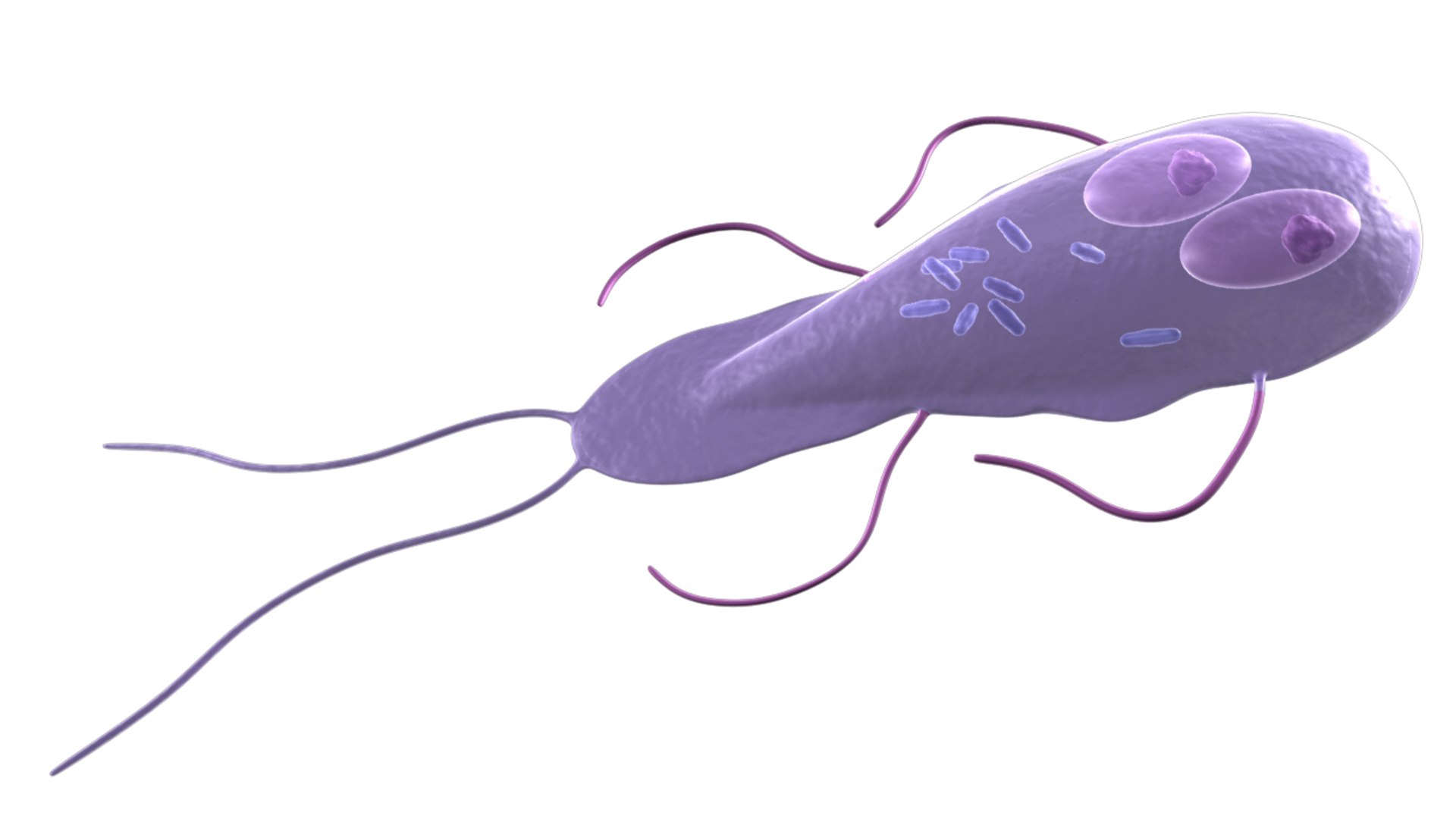 3d Flagellate Flagella Model