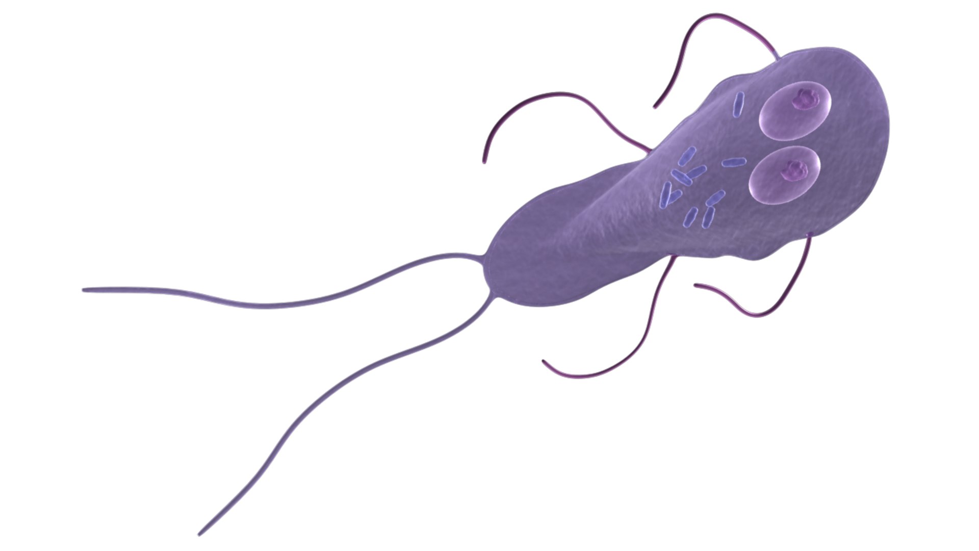 3d Flagellate Flagella Model