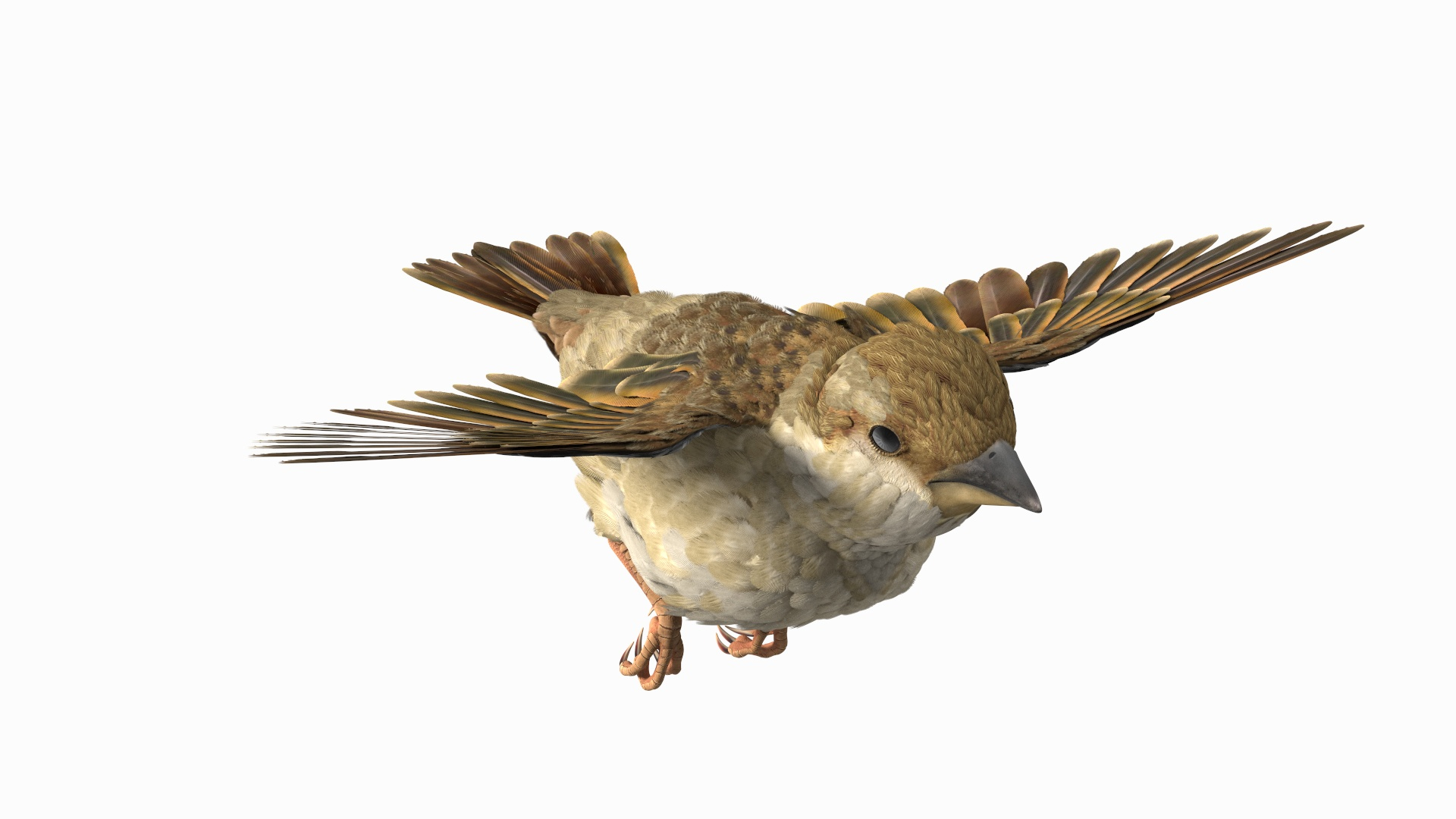 3D House Sparrow Fly - TurboSquid 2140550