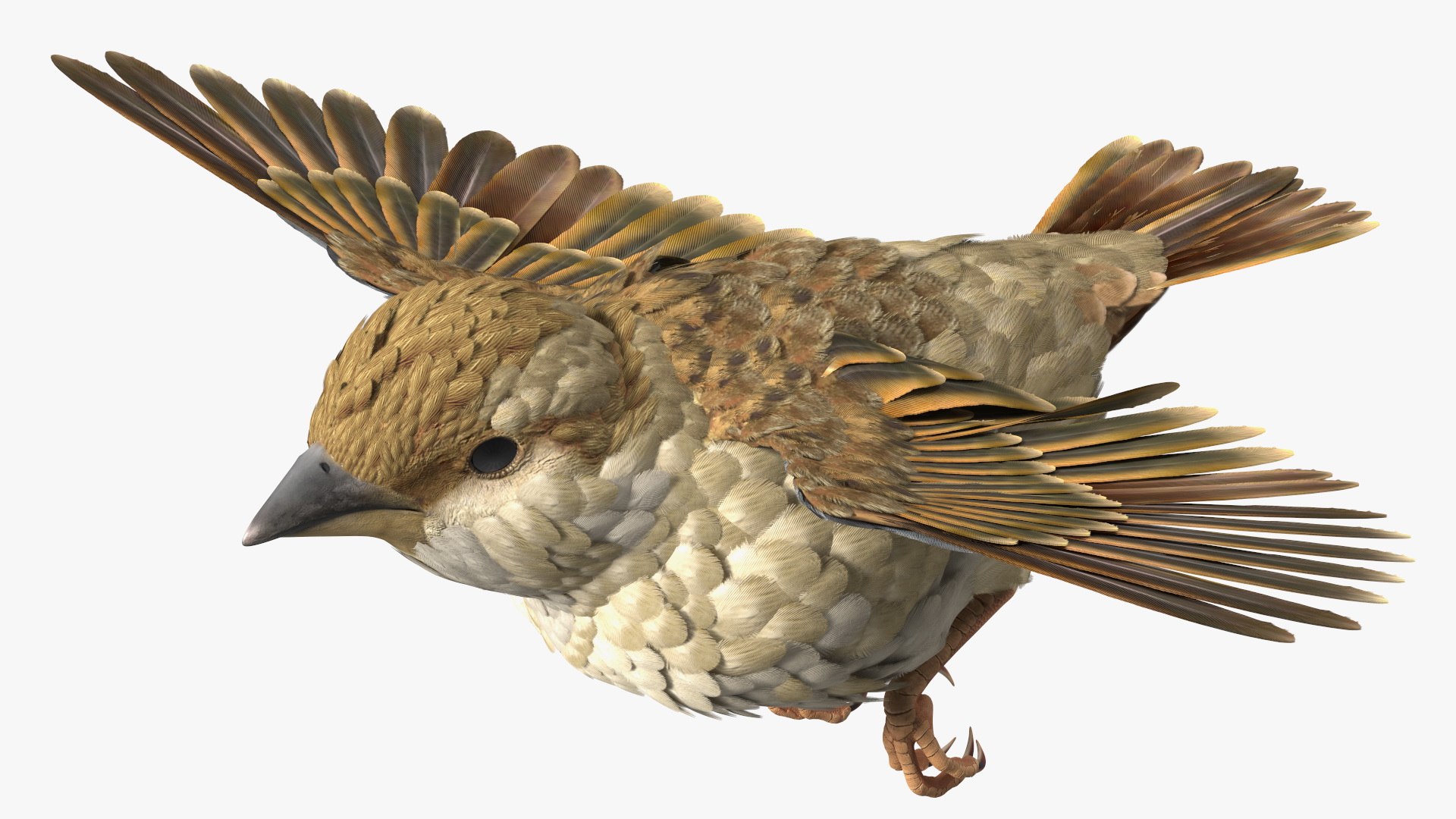 3D House Sparrow Fly - TurboSquid 2140550