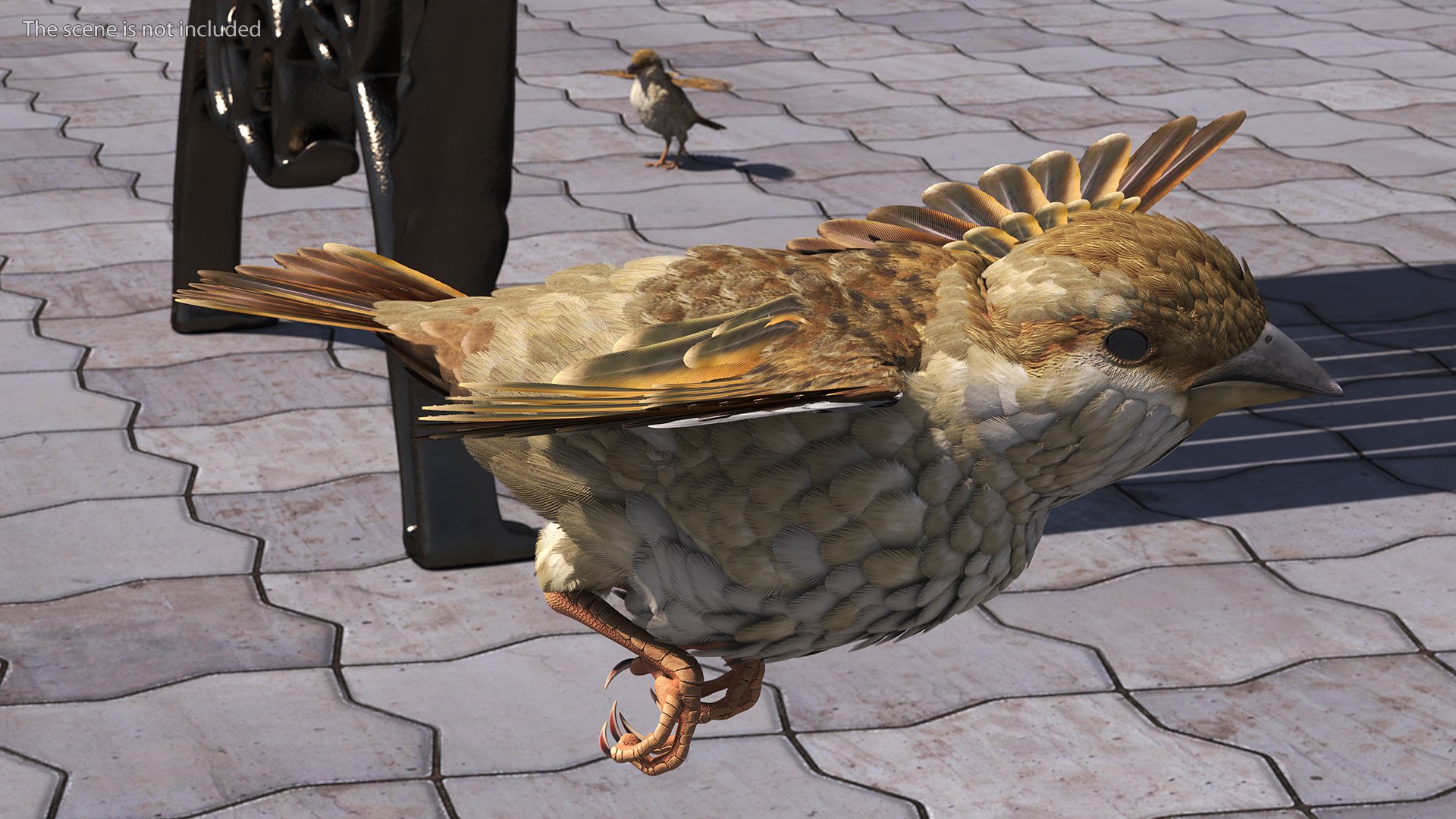 3D House Sparrow Fly - TurboSquid 2140550