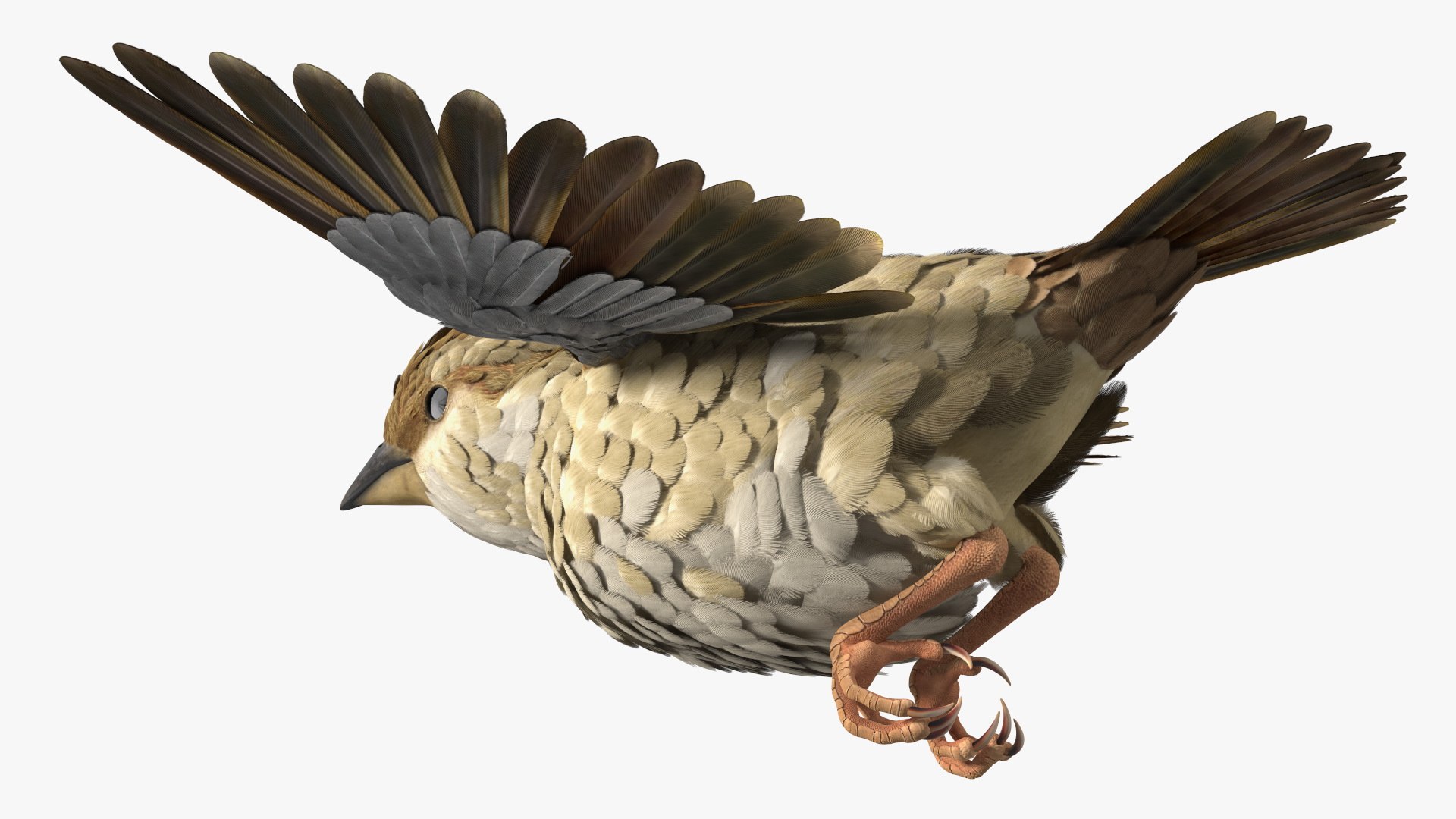 3D House Sparrow Fly - TurboSquid 2140550