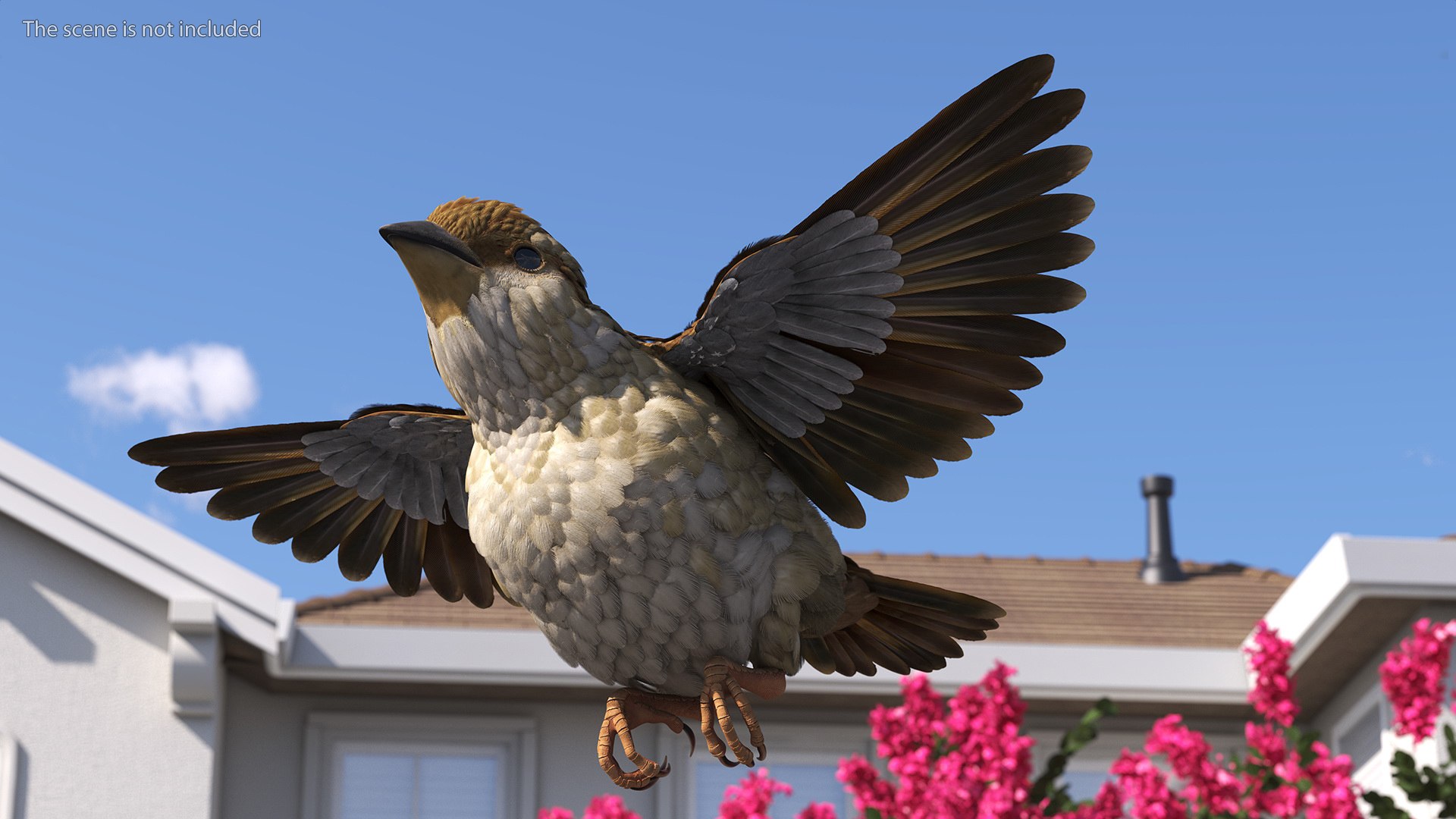 3D House Sparrow Fly - TurboSquid 2140550