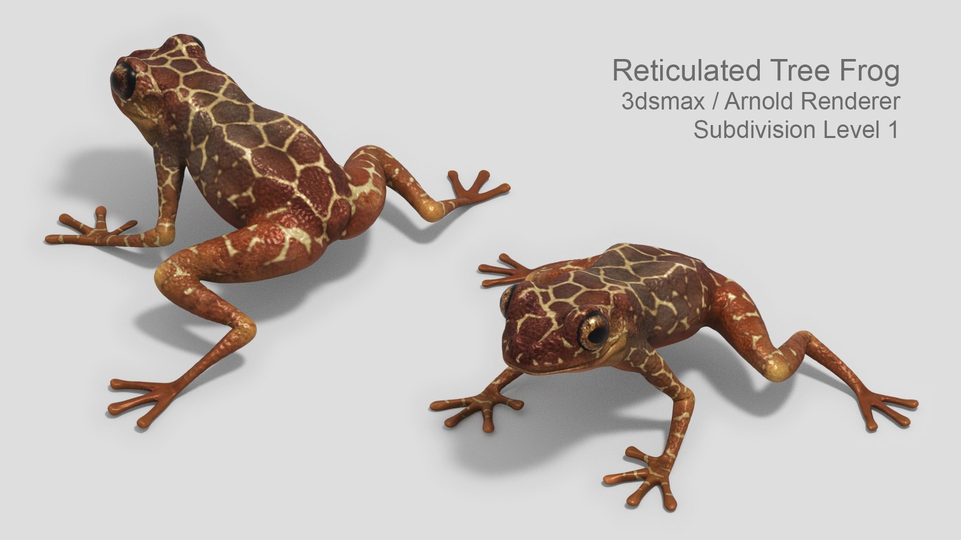 Reticulated Frog Model - TurboSquid 2200636