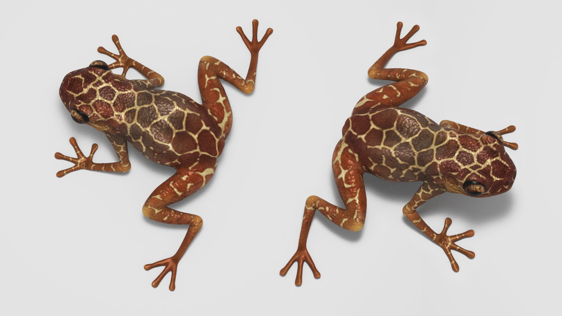 Reticulated Frog Model - TurboSquid 2200636