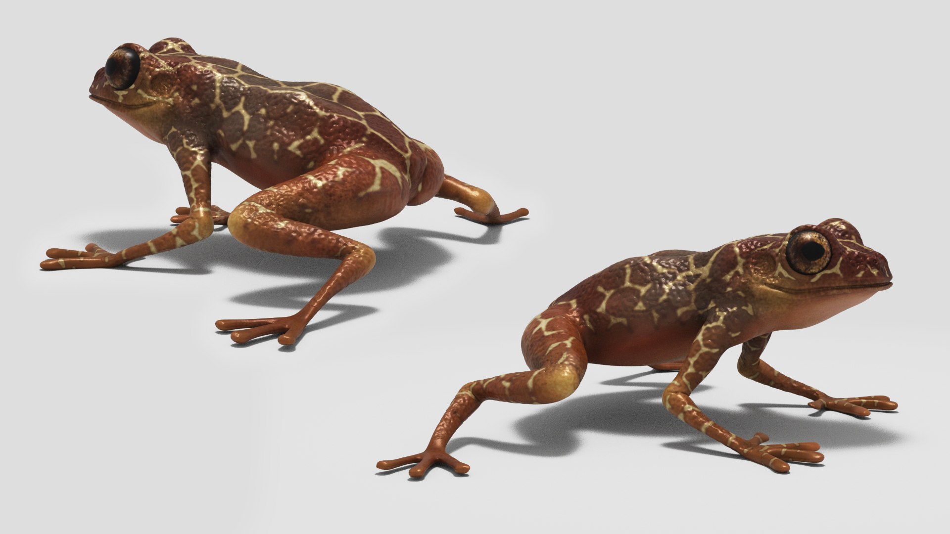 Reticulated Frog Model - TurboSquid 2200636