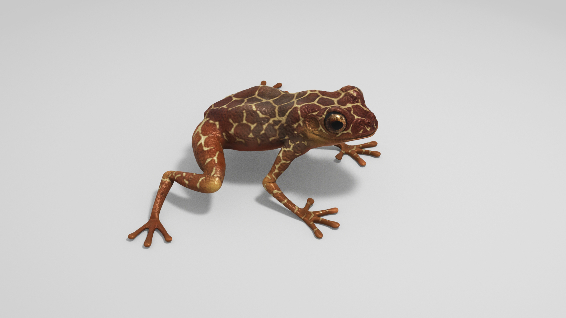 Reticulated Frog Model - TurboSquid 2200636