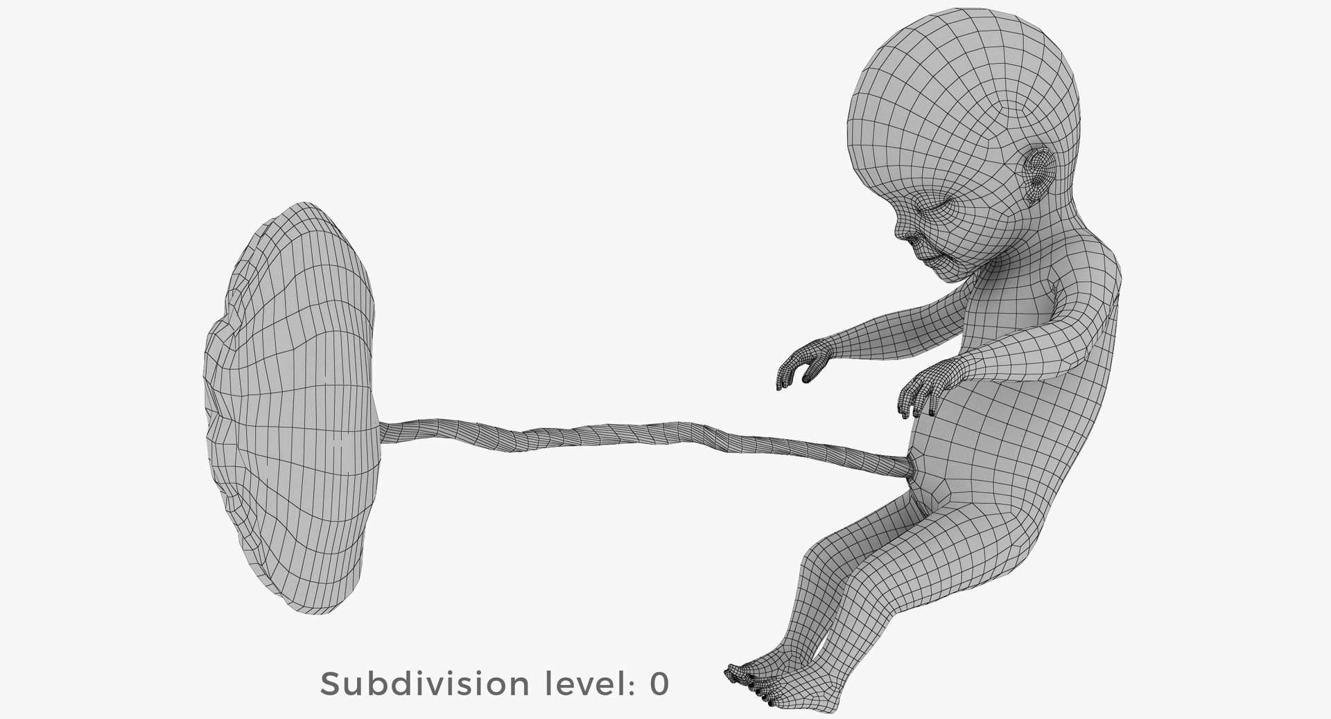 Fetus Week 26 3D - TurboSquid 1224117
