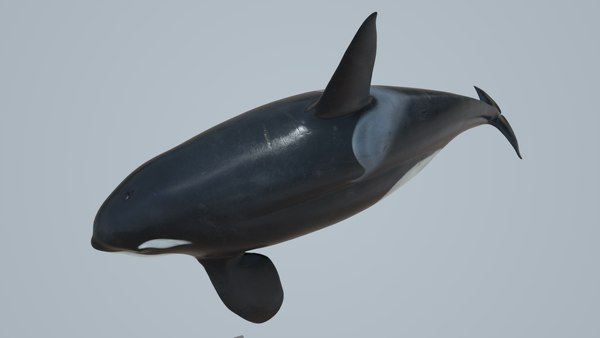 Killer whale orca rigged 3D model - TurboSquid 1336156