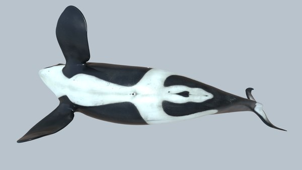 Killer whale orca rigged 3D model - TurboSquid 1336156