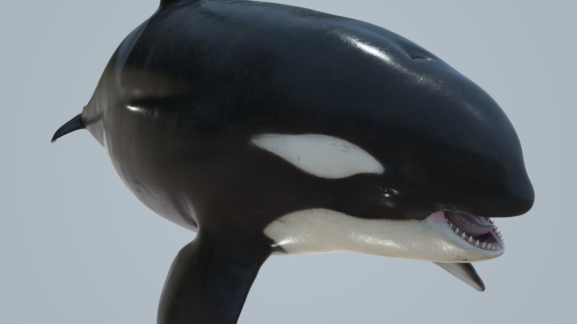 Killer Whale Orca Rigged 3D Model - TurboSquid 1336156