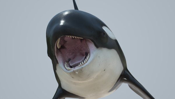 Killer whale orca rigged 3D model - TurboSquid 1336156