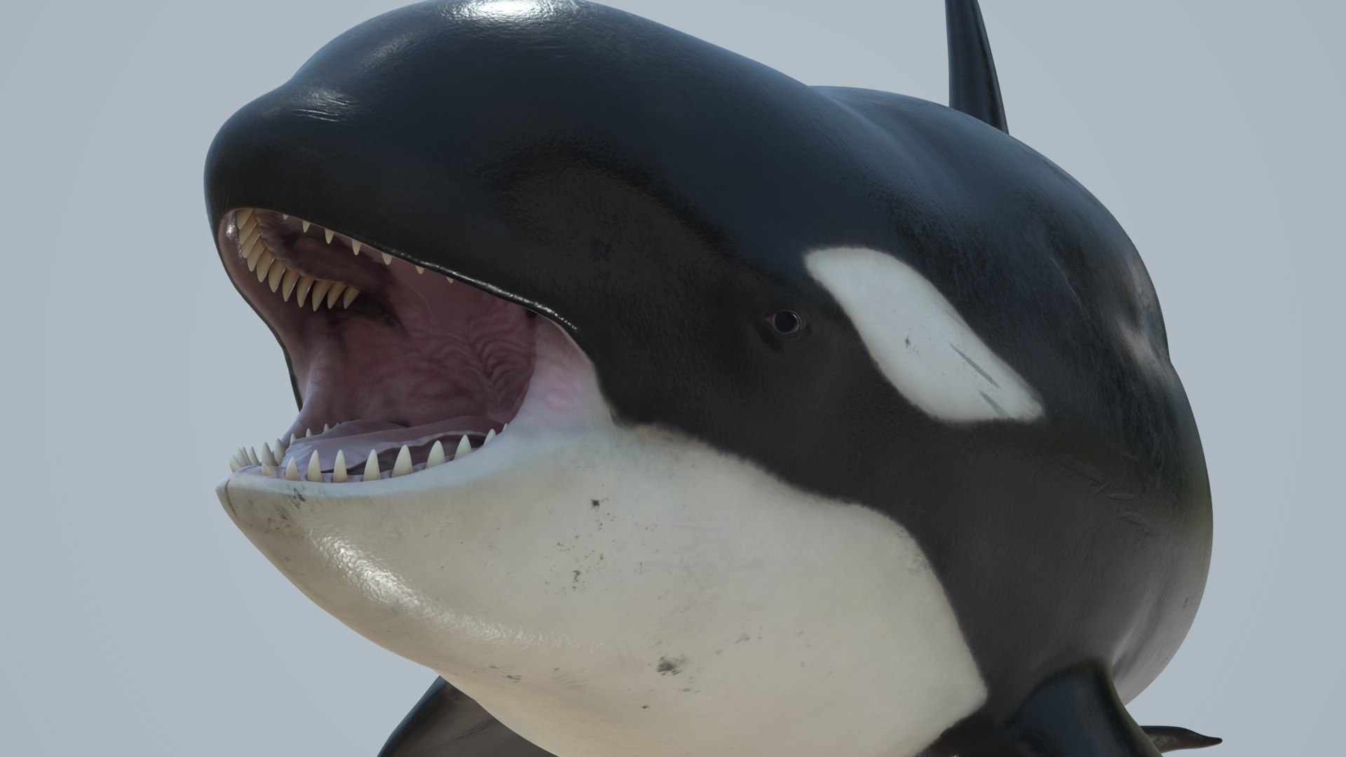 Killer Whale Orca Rigged 3D Model - TurboSquid 1336156