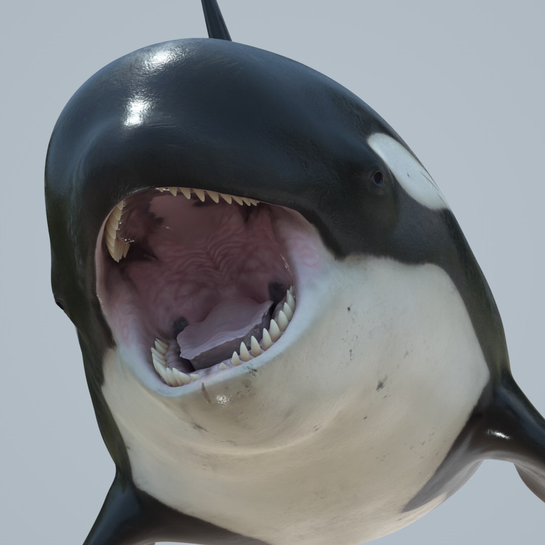 Killer whale orca rigged 3D model - TurboSquid 1336156