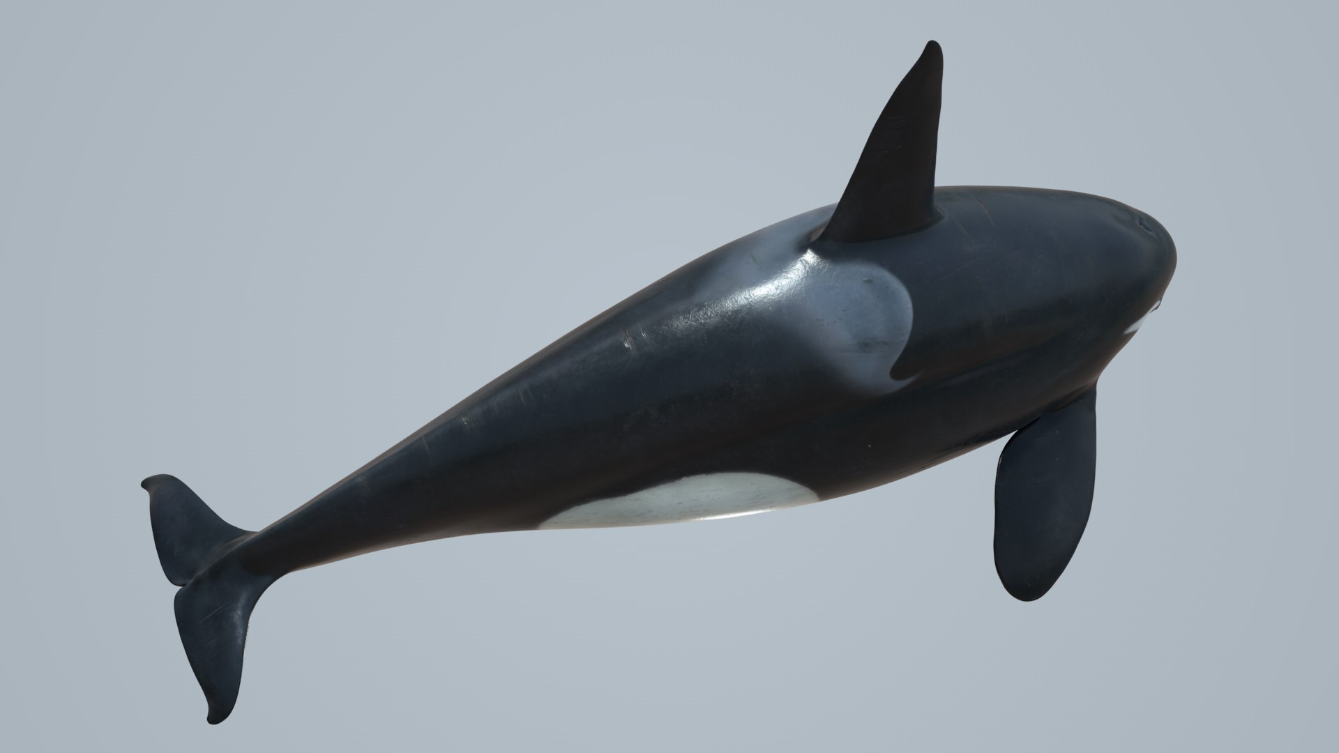 Killer Whale Orca Rigged 3D Model - TurboSquid 1336156