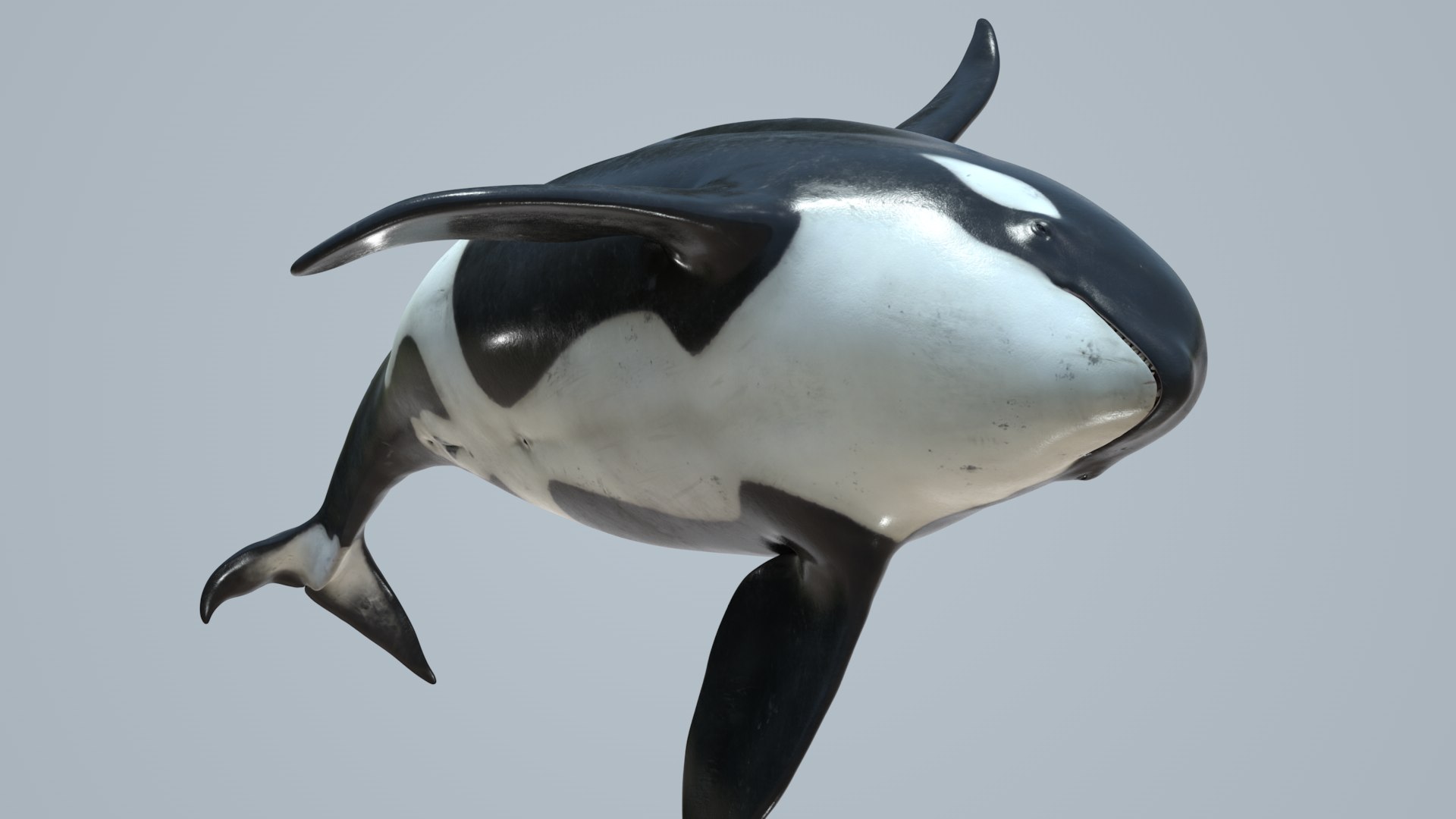 Killer Whale Orca Rigged 3D Model - TurboSquid 1336156