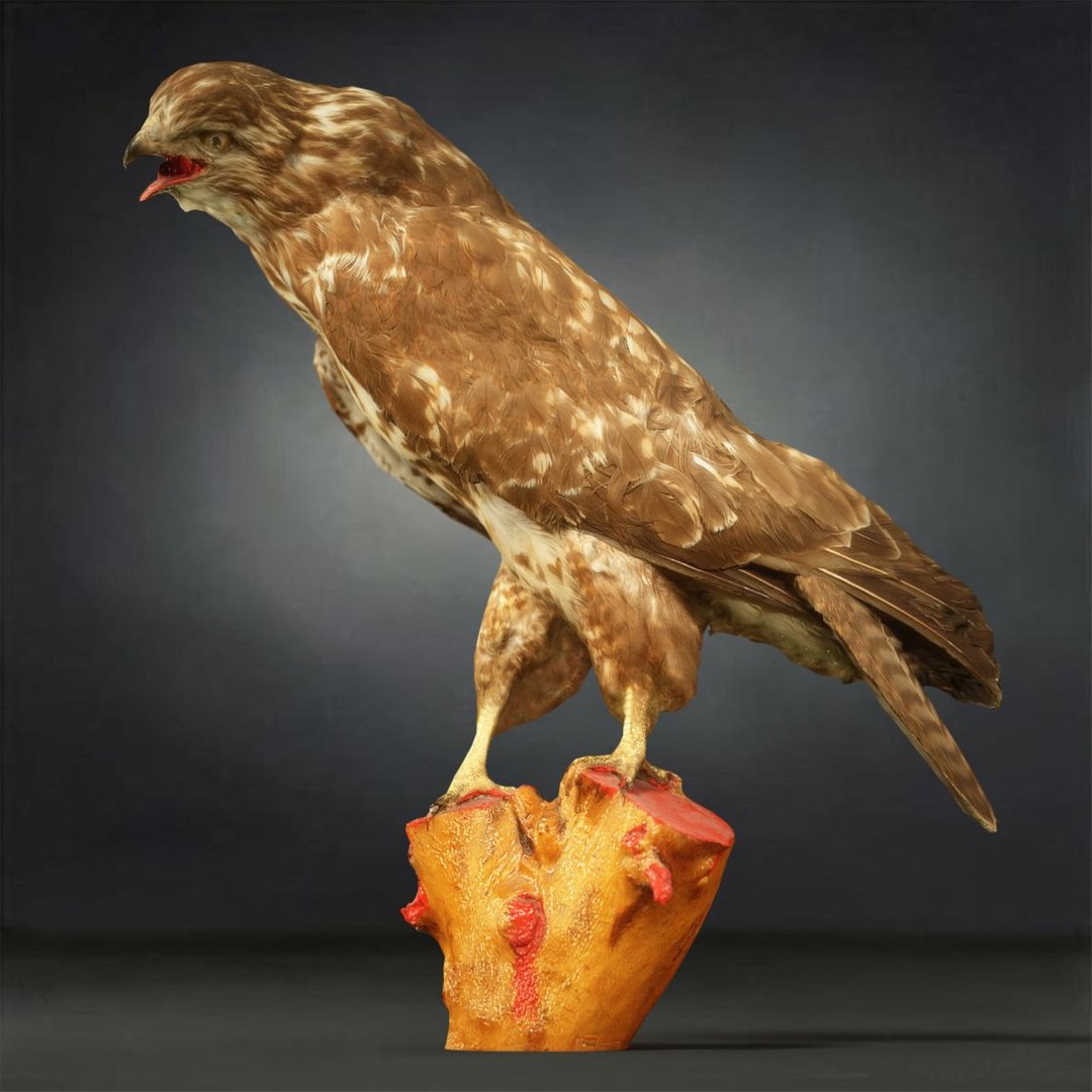 3D Animal Digital Photogrammetry Model - TurboSquid 1162956