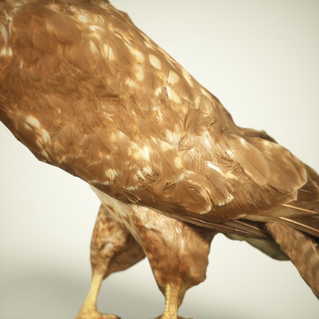 3D Animal Digital Photogrammetry Model - TurboSquid 1162956