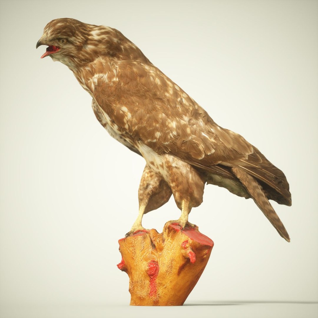 3D Animal Digital Photogrammetry Model - TurboSquid 1162956