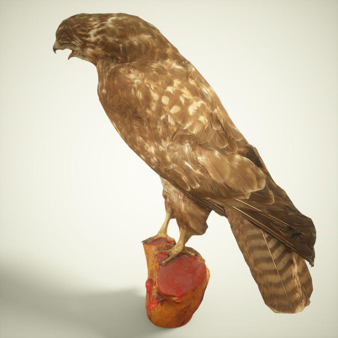 3D Animal Digital Photogrammetry Model - TurboSquid 1162956