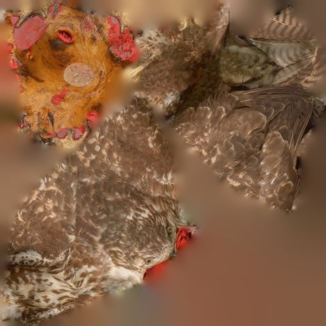 3D Animal Digital Photogrammetry Model - TurboSquid 1162956