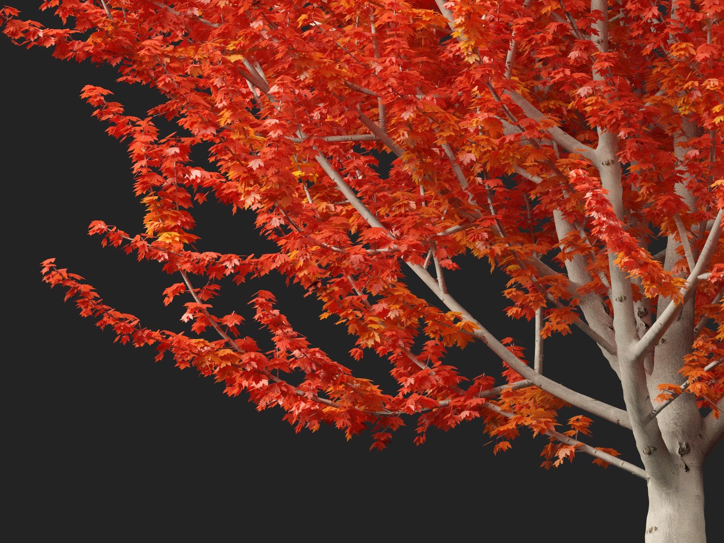 Acer X Freemanii - Freeman Maple 01 3D - TurboSquid 2200432