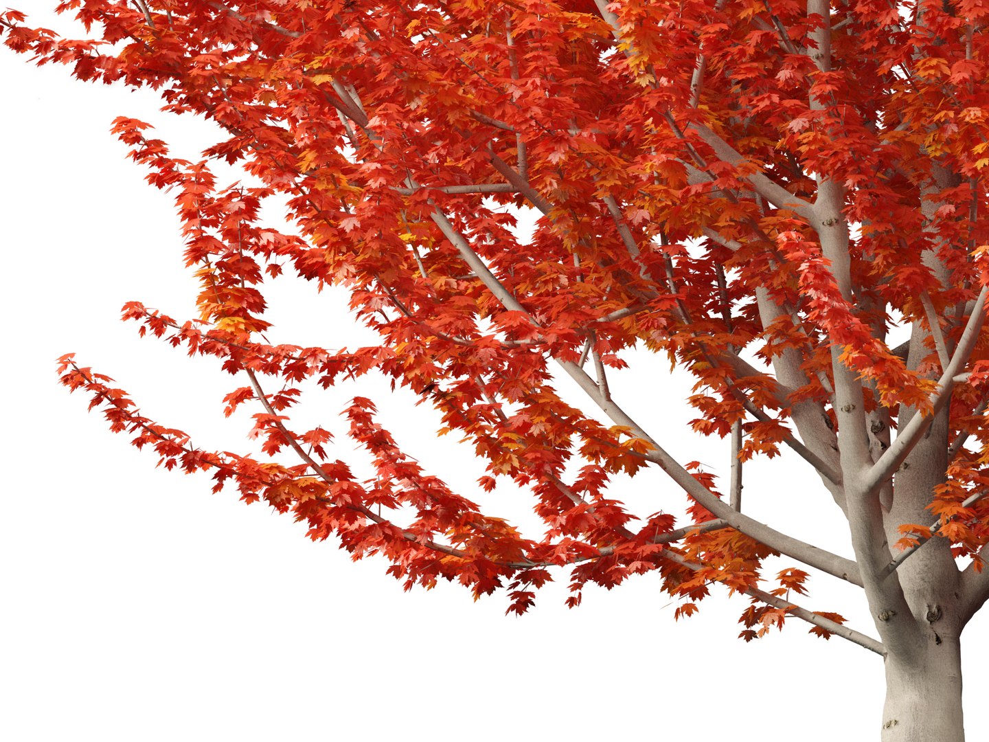 Acer X Freemanii - Freeman Maple 01 3D - TurboSquid 2200432