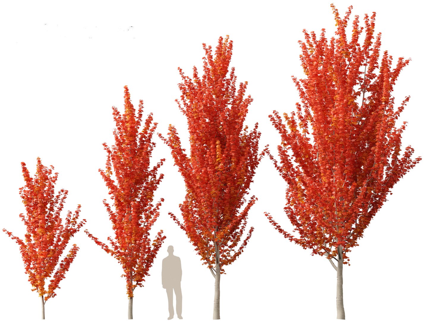 Acer X Freemanii - Freeman Maple 01 3D - TurboSquid 2200432