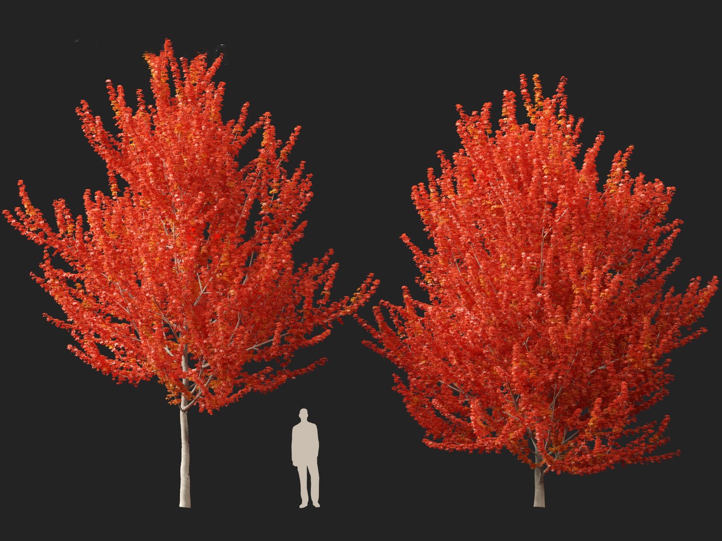 Acer X Freemanii - Freeman Maple 01 3D - TurboSquid 2200432