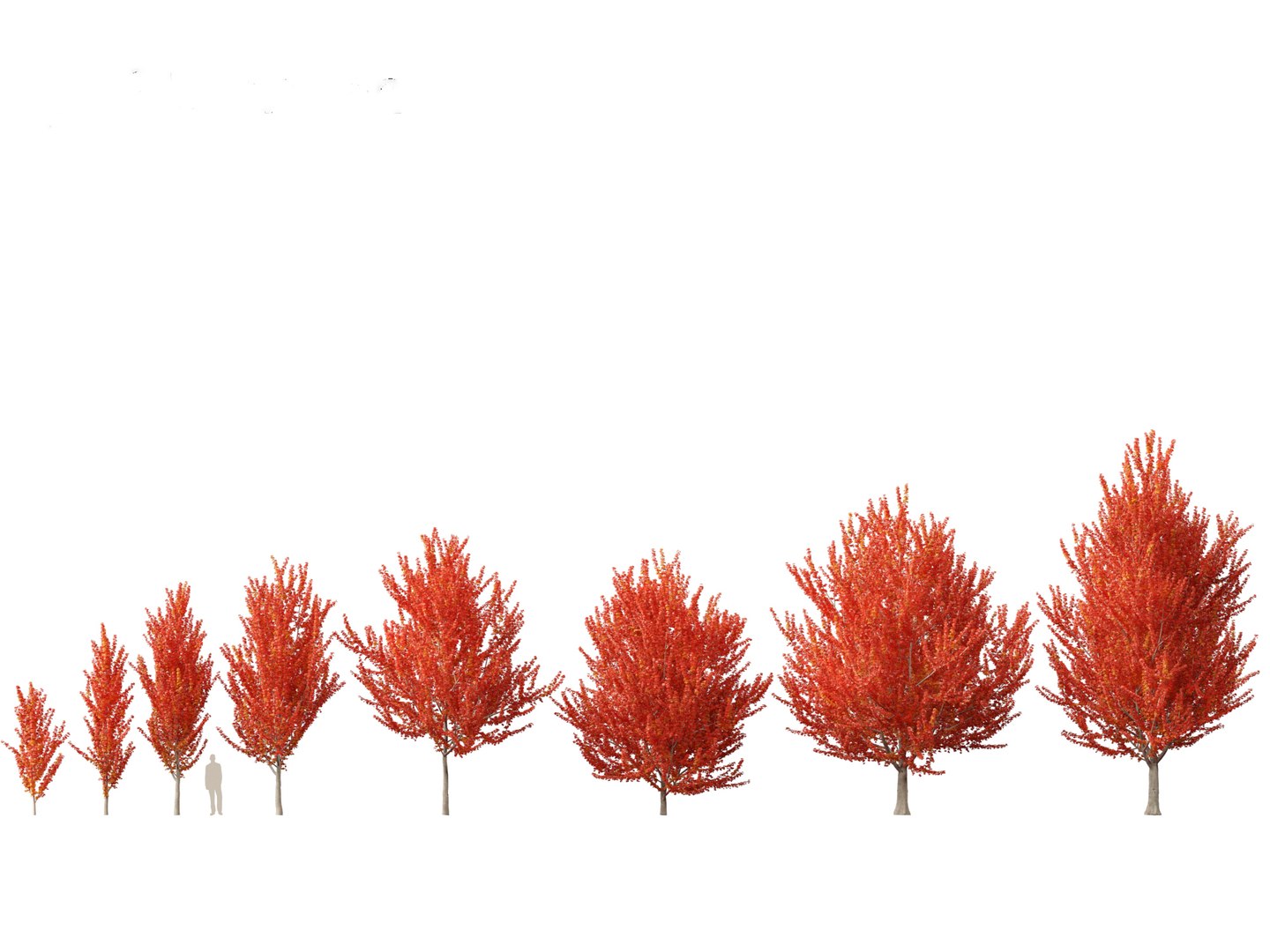 Acer X Freemanii - Freeman Maple 01 3D - TurboSquid 2200432