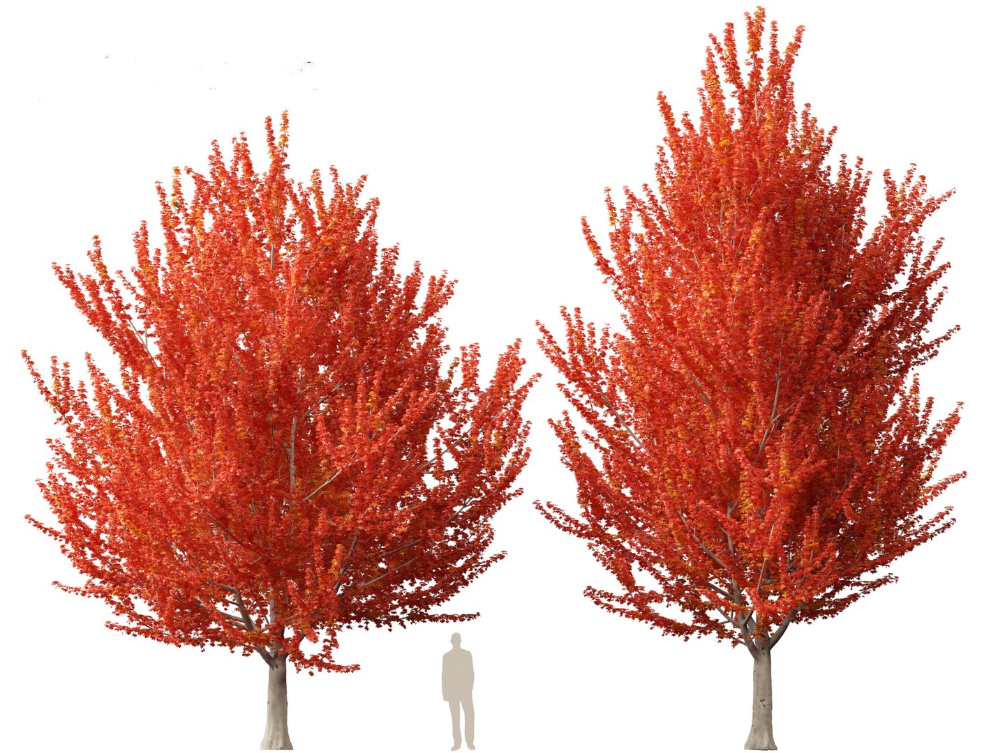 Acer X Freemanii - Freeman Maple 01 3D - TurboSquid 2200432