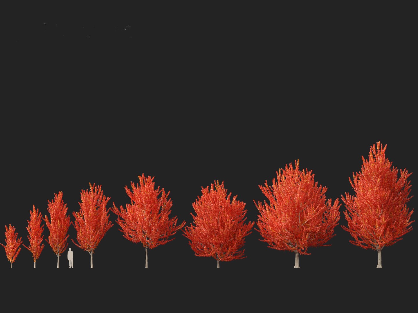 Acer X Freemanii - Freeman Maple 01 3D - TurboSquid 2200432