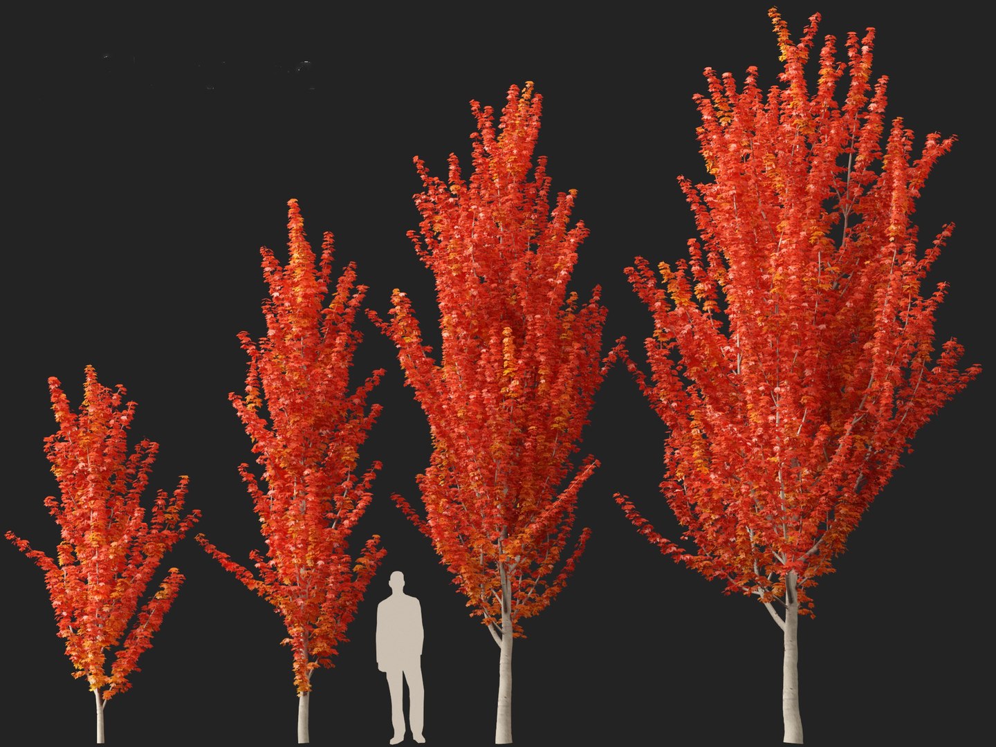 Acer X Freemanii - Freeman Maple 01 3D - TurboSquid 2200432