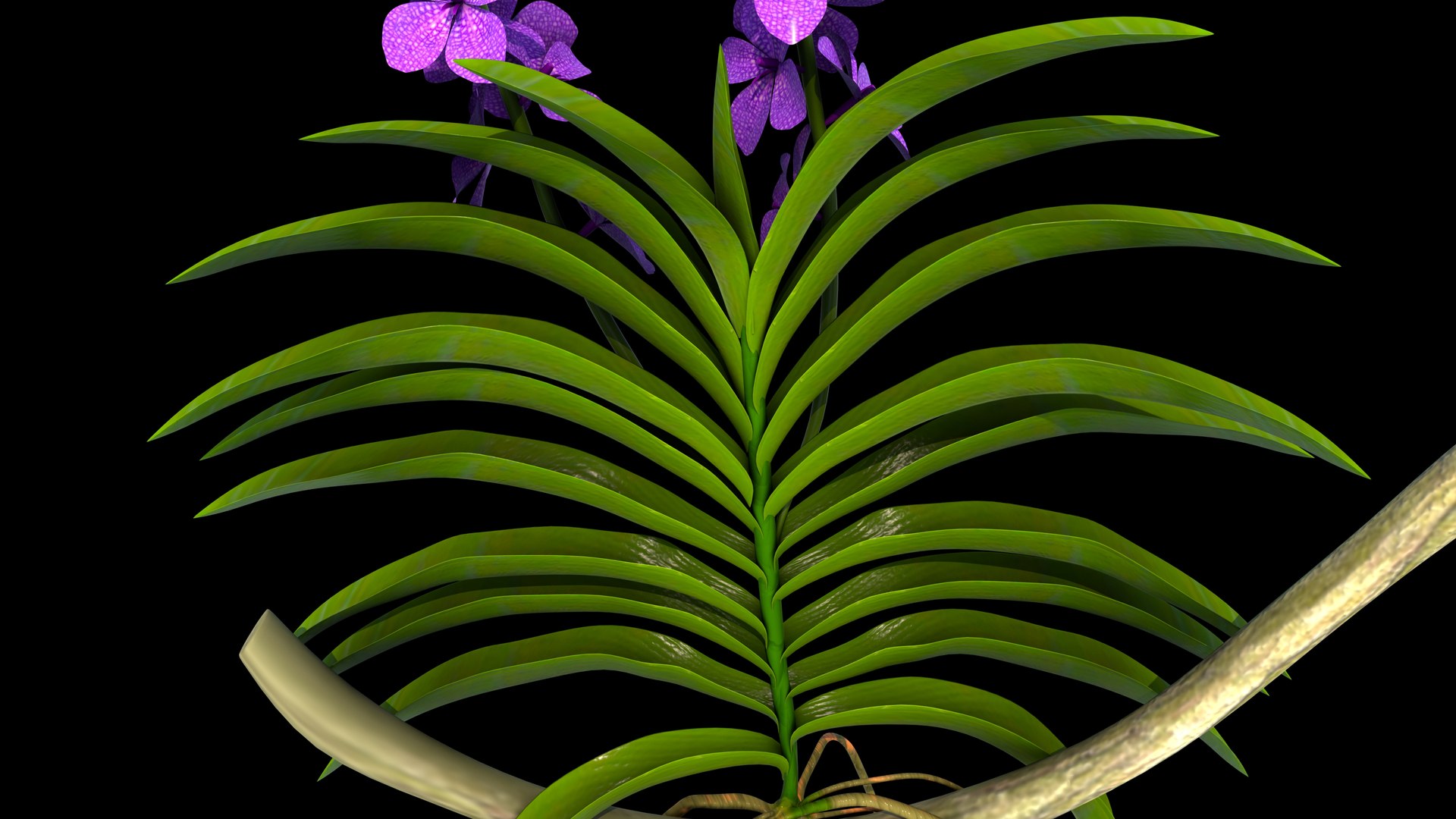 3D Vanda Plant - TurboSquid 2207486