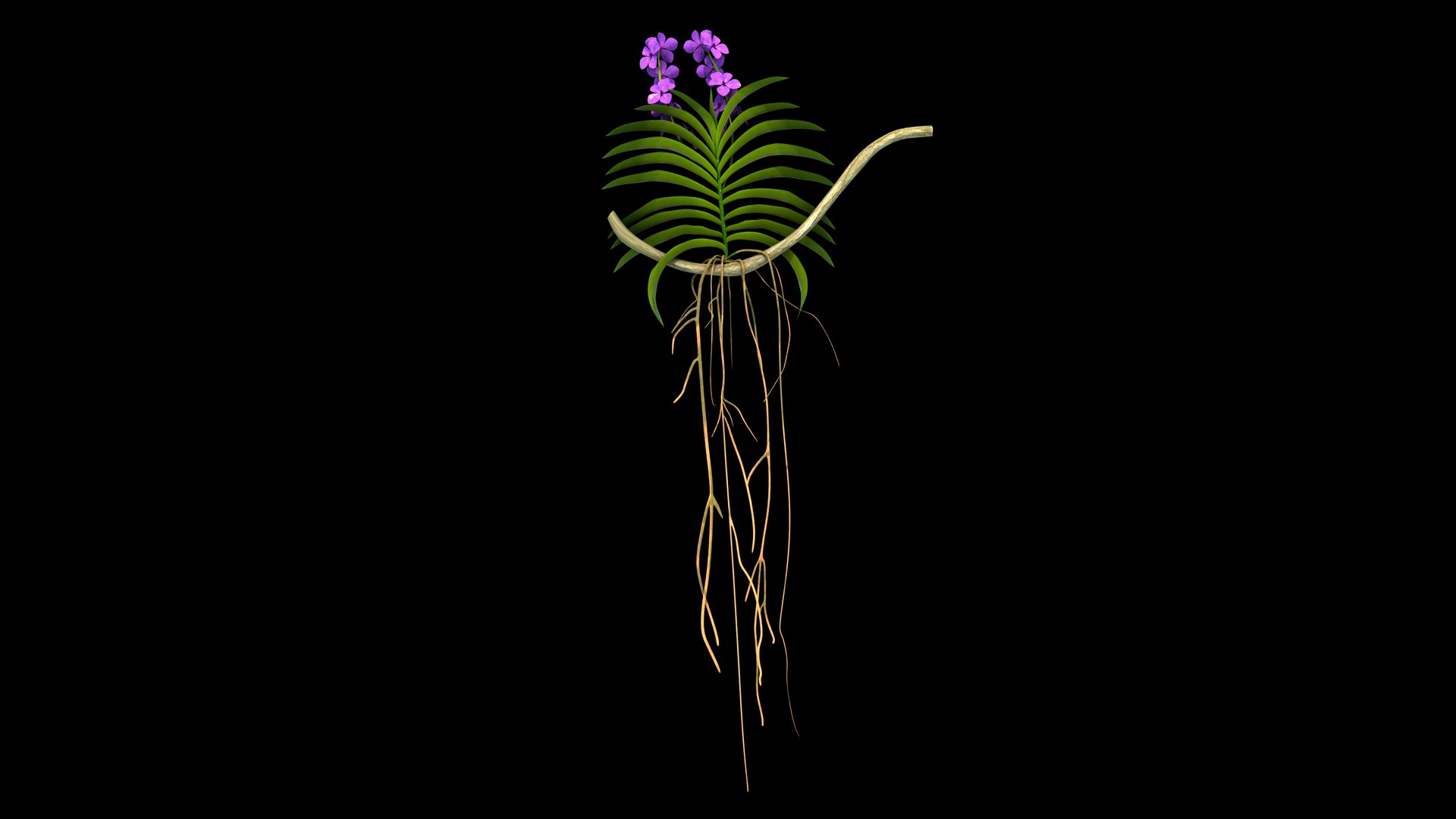 3D Vanda Plant - TurboSquid 2207486