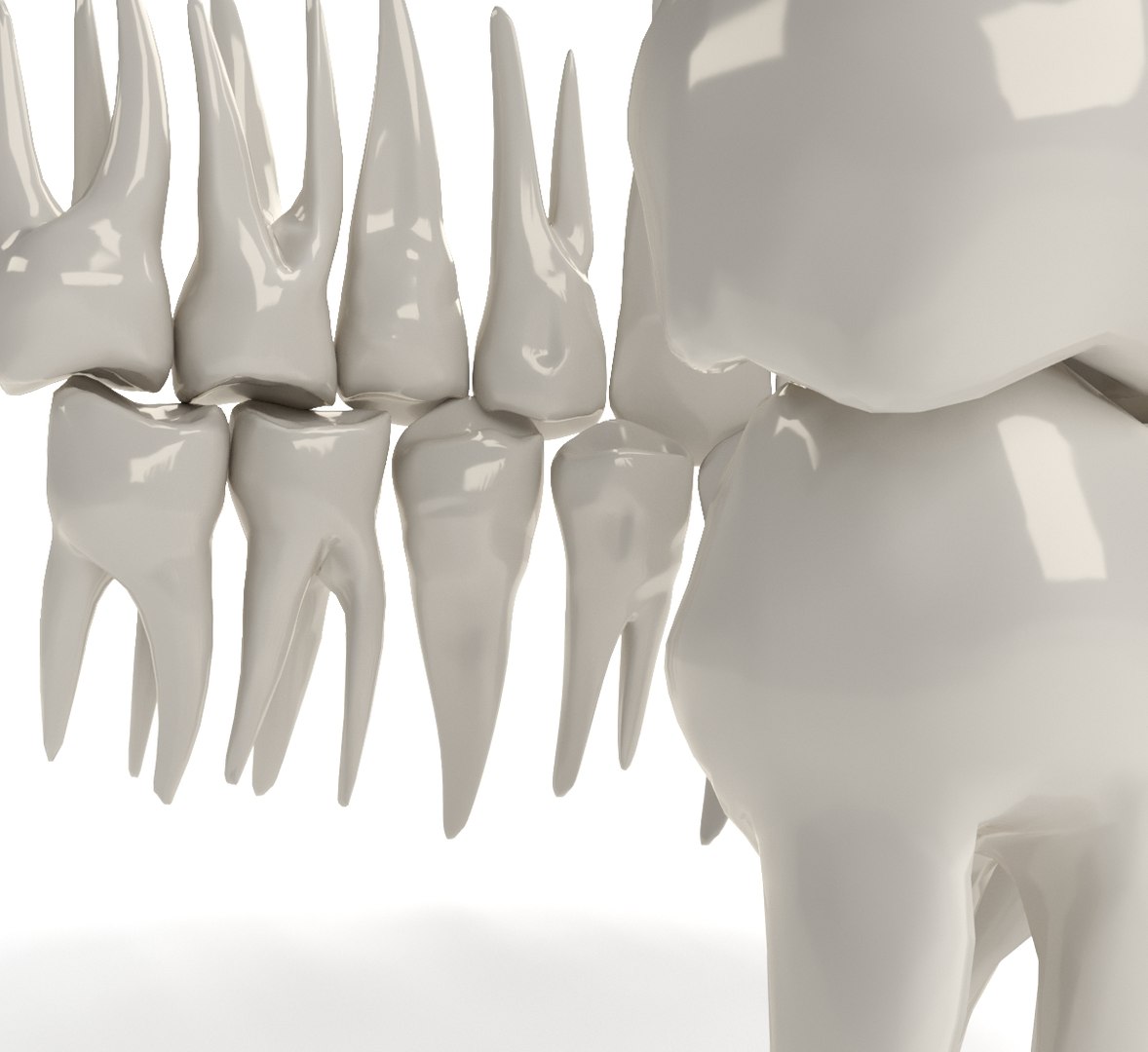 3D Teeth - TurboSquid 1432280
