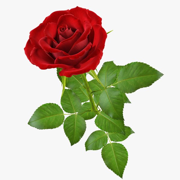 Texture Rose pattern tiling