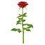 3d Max Rose Flower