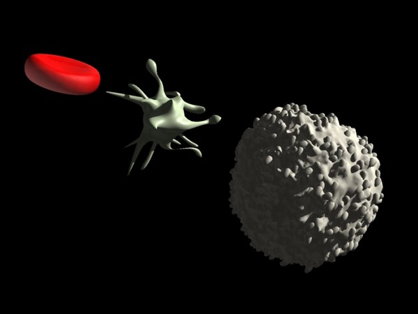 white blood cell 3d model